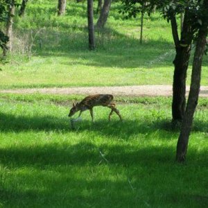 Look! There’s Bambi in the Front Yard! – Papa's Pumpkin Patch