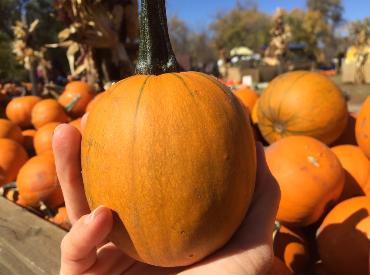 Look What’s in Store for You at Papa’s! – Papa's Pumpkin Patch