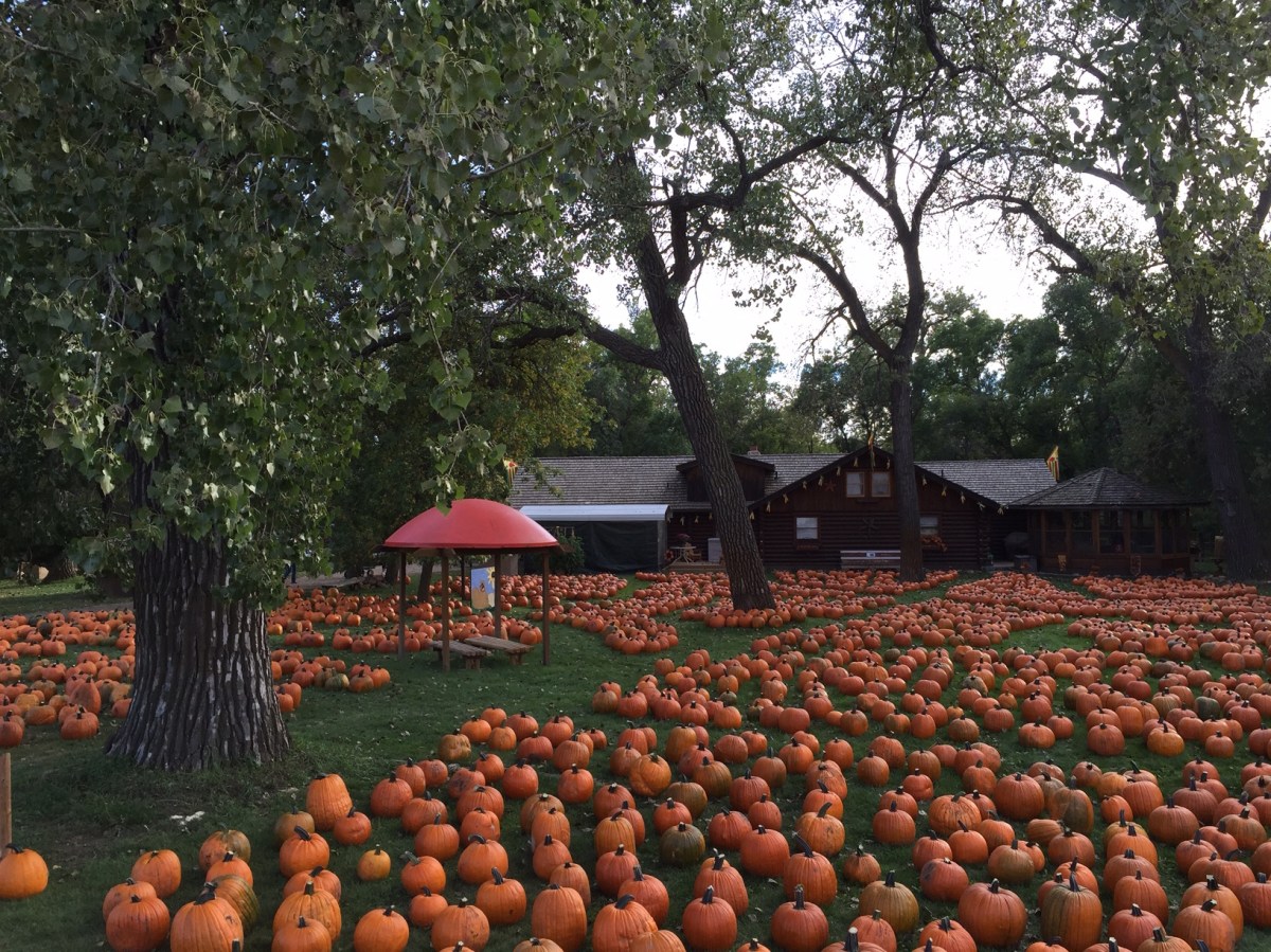 Opening Day at Papa’s Is Here! – Papa's Pumpkin Patch