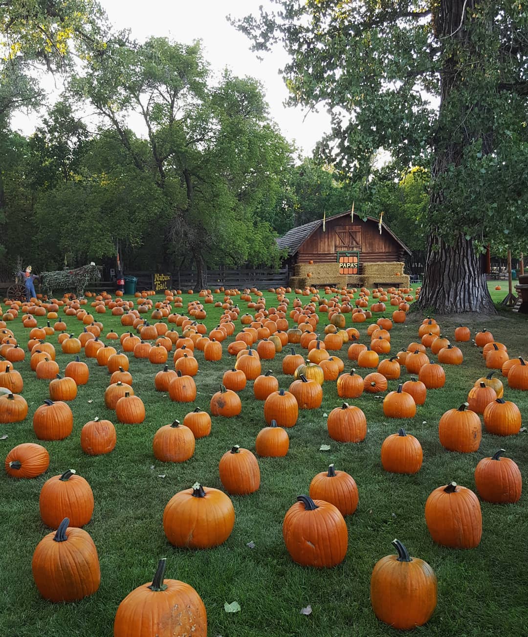 We’re open! Tuesday, Sept 10, 12-7 pm – Papa's Pumpkin Patch
