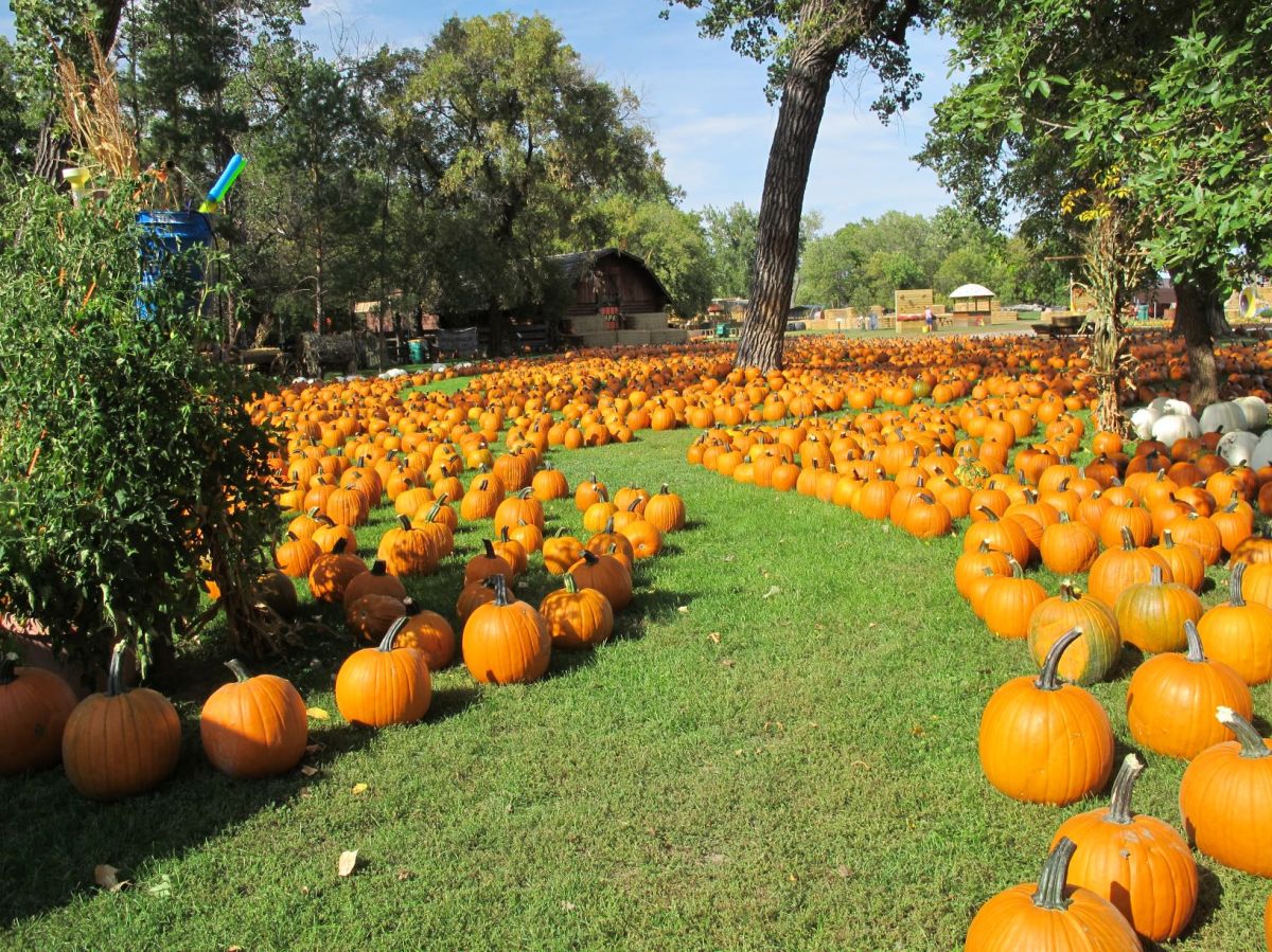 *Special Announcement #1* – Papa's Pumpkin Patch