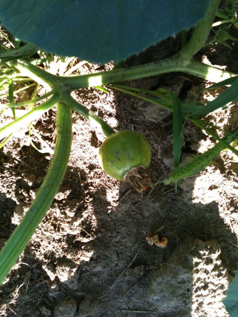 July 2020 from Papa’s! – Papa's Pumpkin Patch
