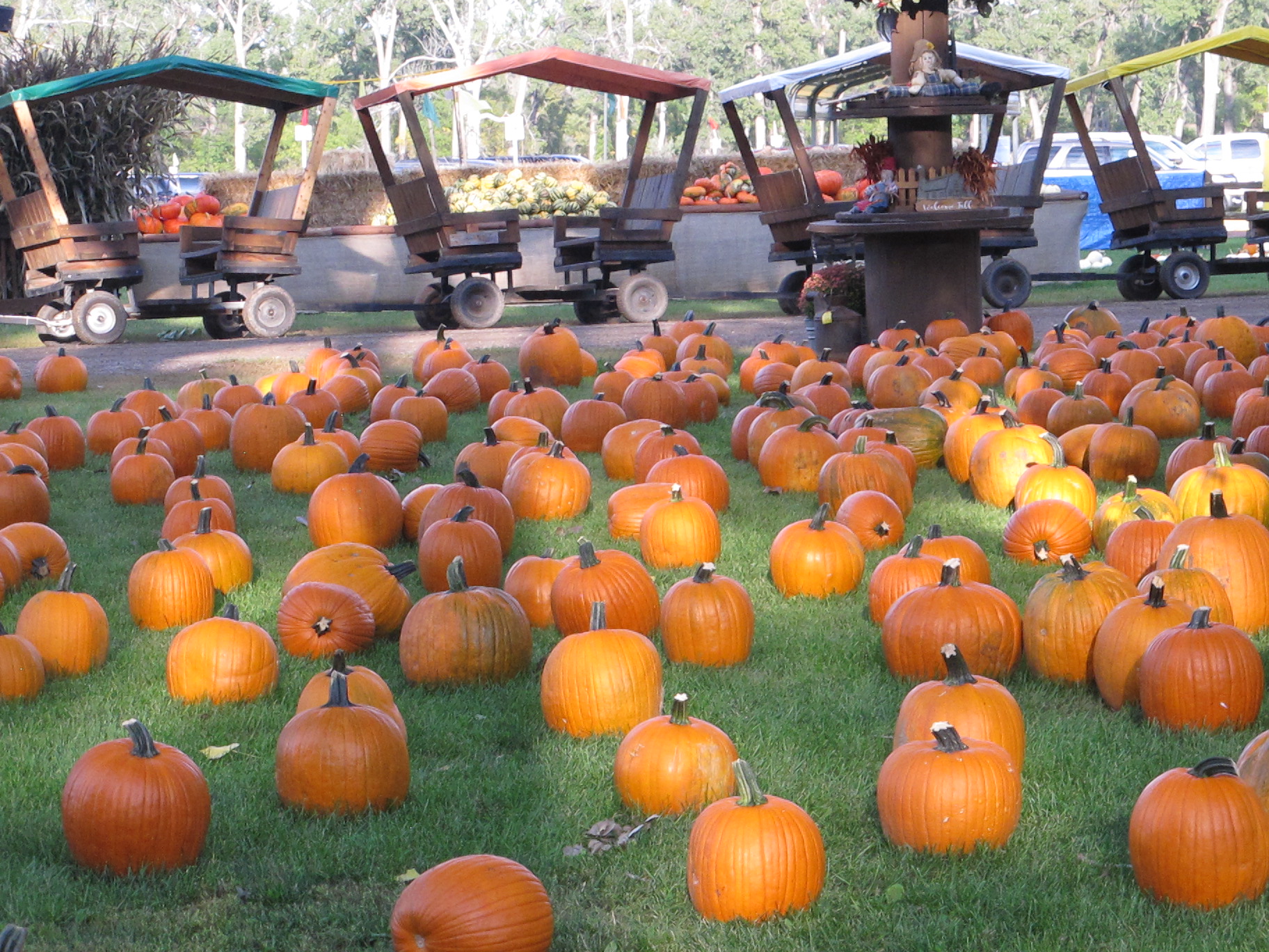 Season Passes become Available! – Papa's Pumpkin Patch